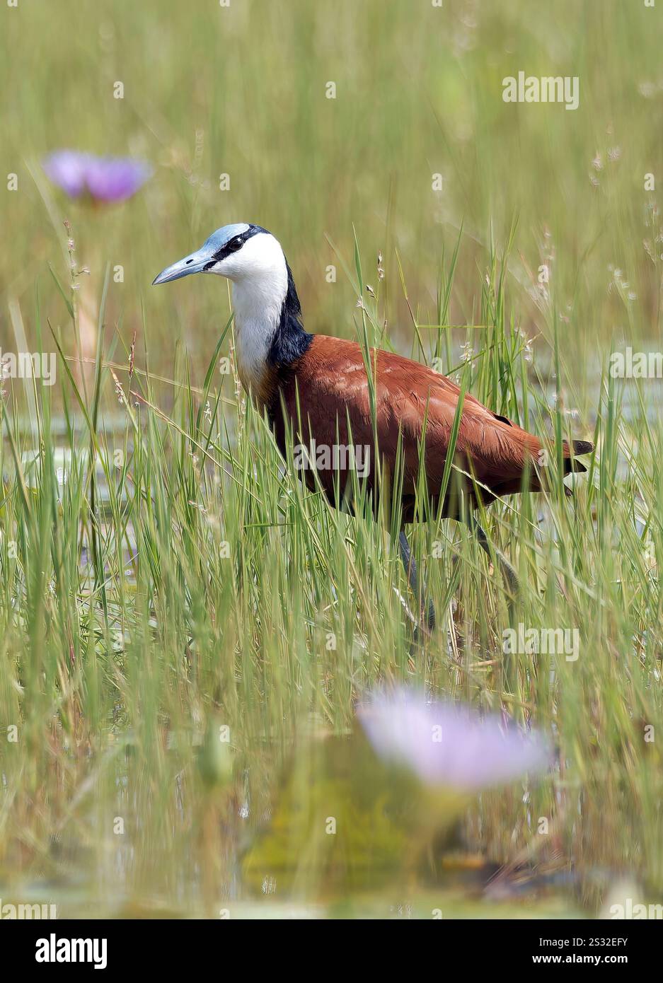 African jacana, Blaustirn-Blatthühnchen, Jacana à poitrine dorée ...