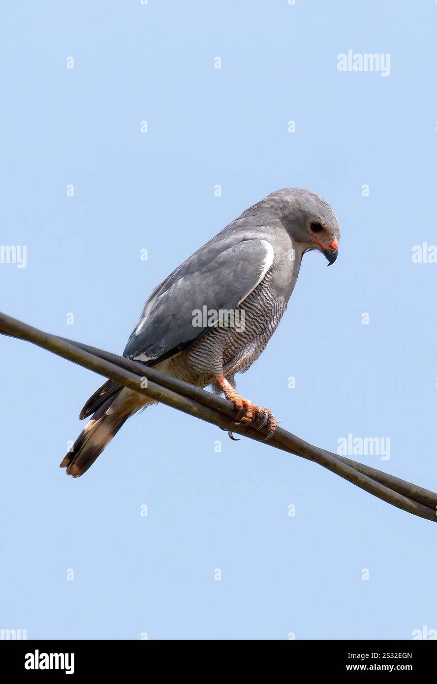 Kehlstreifbussard hi-res stock photography and images - Alamy