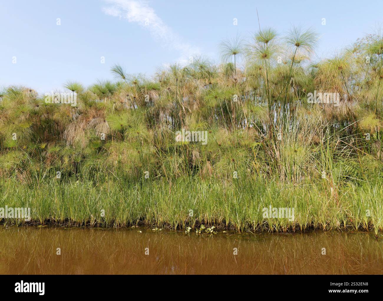 Mabamba Bay Wetland, Uganda, East Africa Stock Photo - Alamy