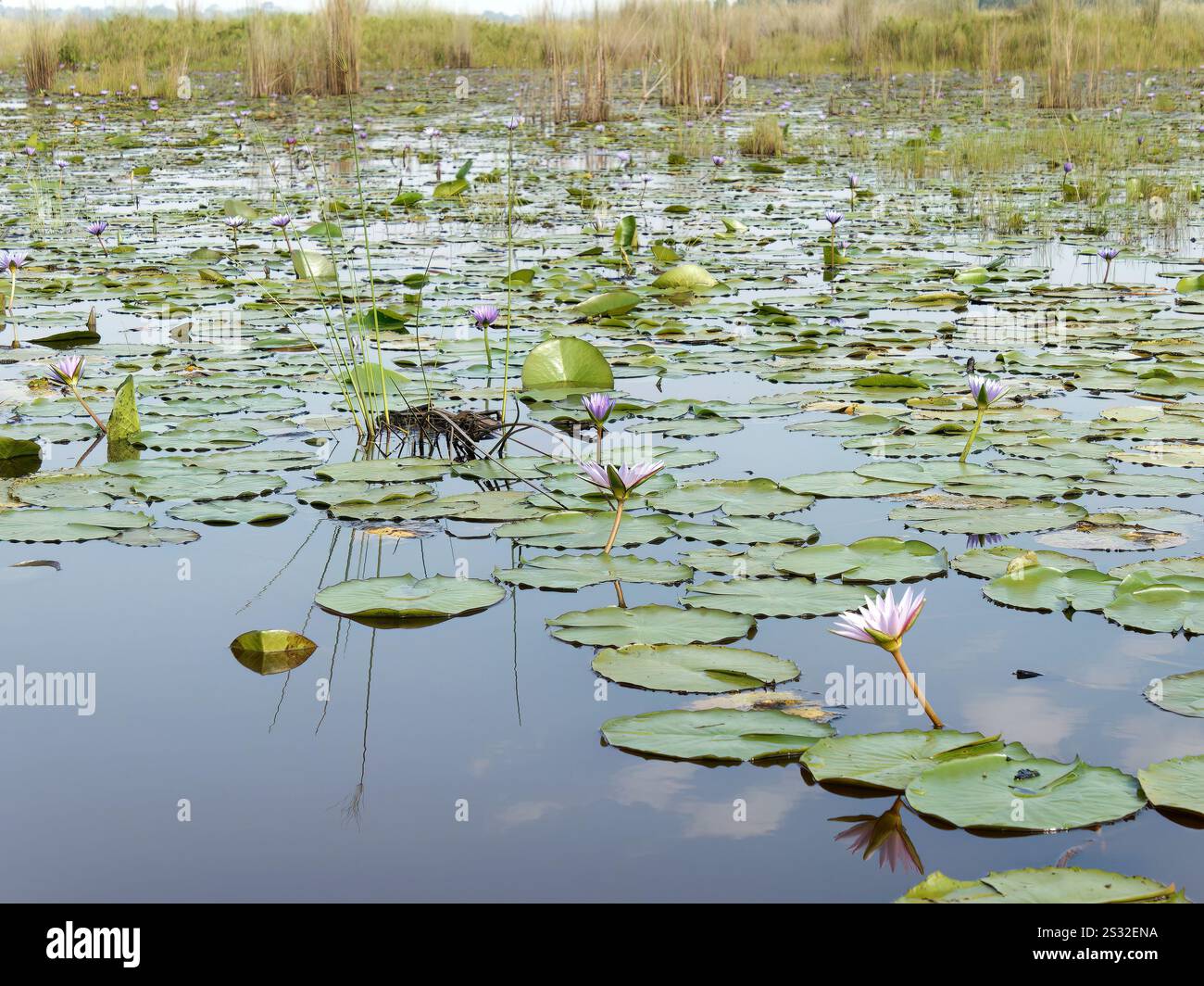 Mabamba Bay Wetland, Uganda, East Africa Stock Photo - Alamy