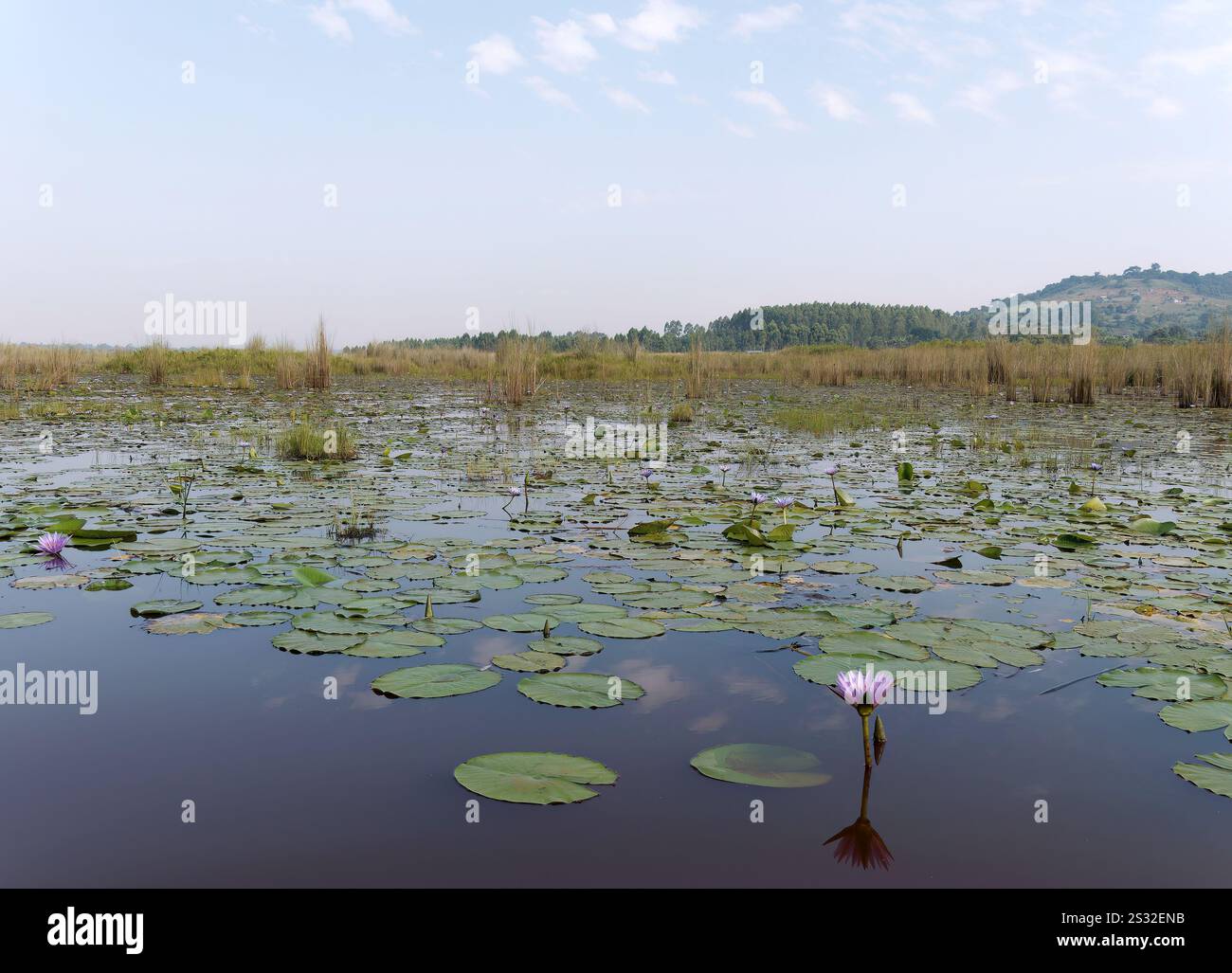 Mabamba Bay Wetland, Uganda, East Africa Stock Photo - Alamy
