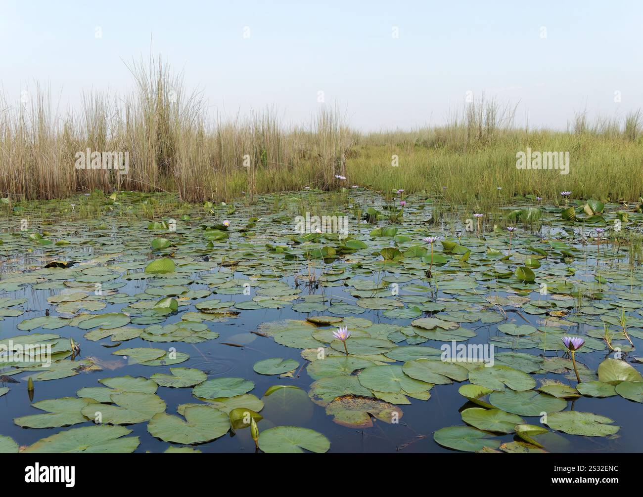 Mabamba Bay Wetland, Uganda, East Africa Stock Photo - Alamy