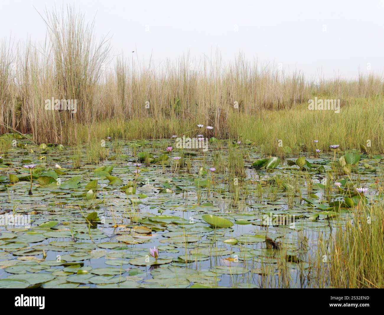 Mabamba Bay Wetland, Uganda, East Africa Stock Photo - Alamy