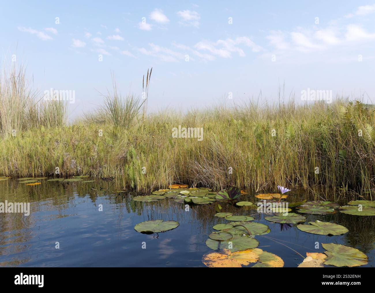 Mabamba Bay Wetland, Uganda, East Africa Stock Photo - Alamy