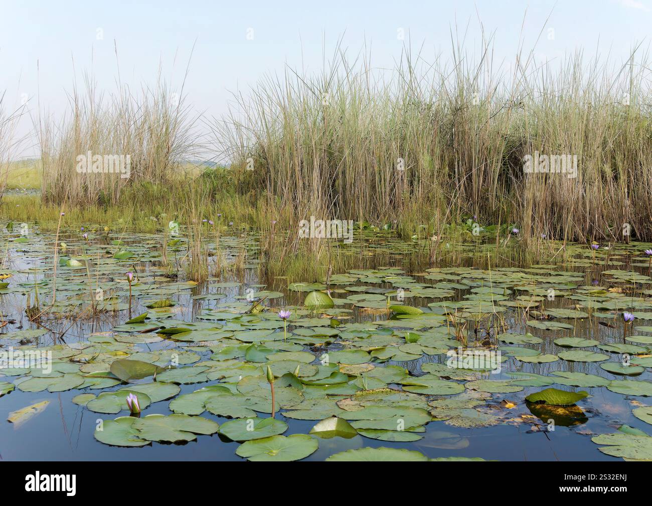 Mabamba Bay Wetland, Uganda, East Africa Stock Photo - Alamy
