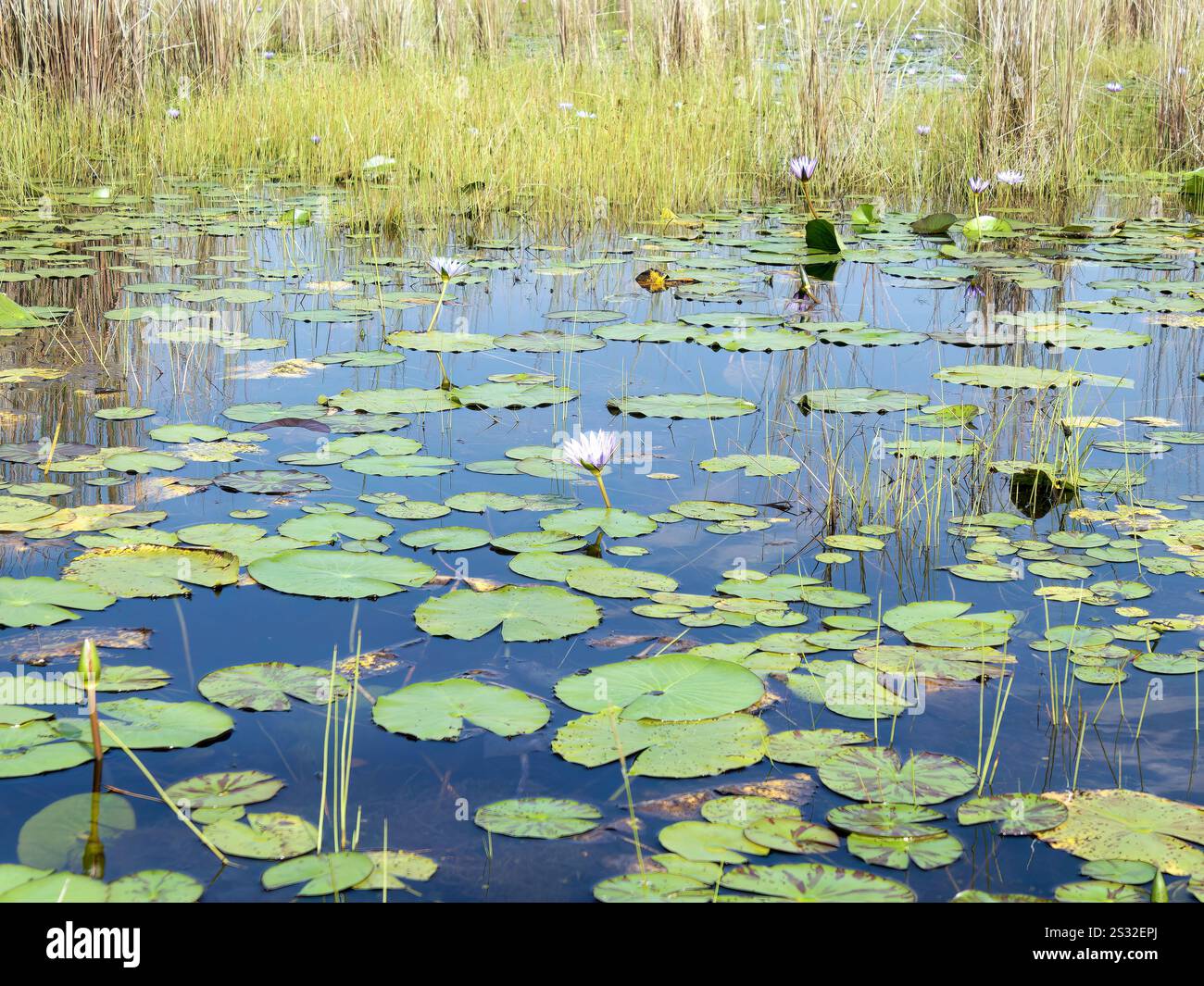 Mabamba Bay Wetland, Uganda, East Africa Stock Photo - Alamy