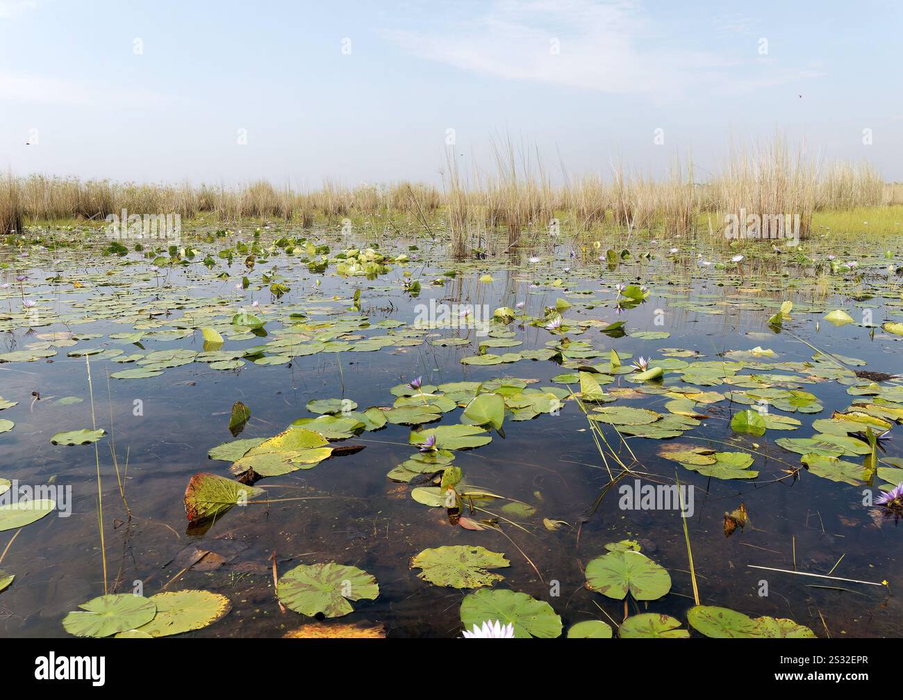 Mabamba Bay Wetland, Uganda, East Africa Stock Photo - Alamy