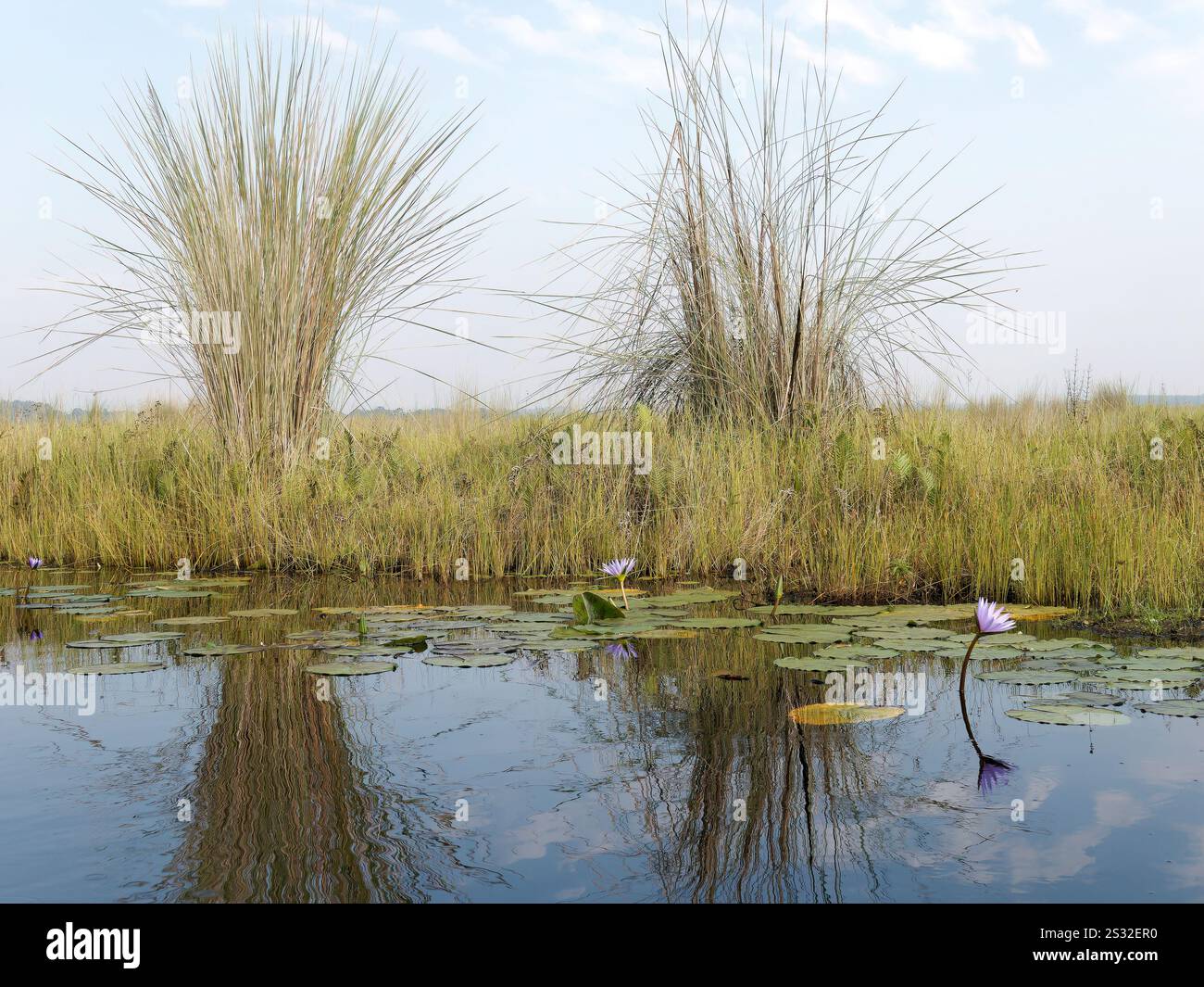 Mabamba Bay Wetland, Uganda, East Africa Stock Photo - Alamy