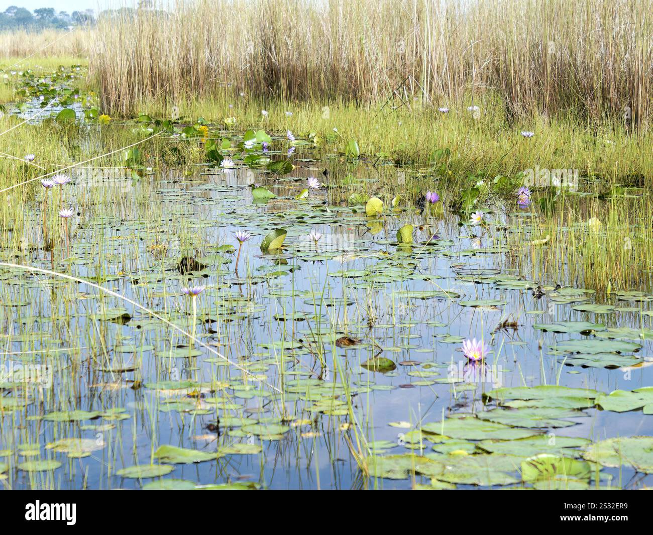 Mabamba Bay Wetland, Uganda, East Africa Stock Photo - Alamy