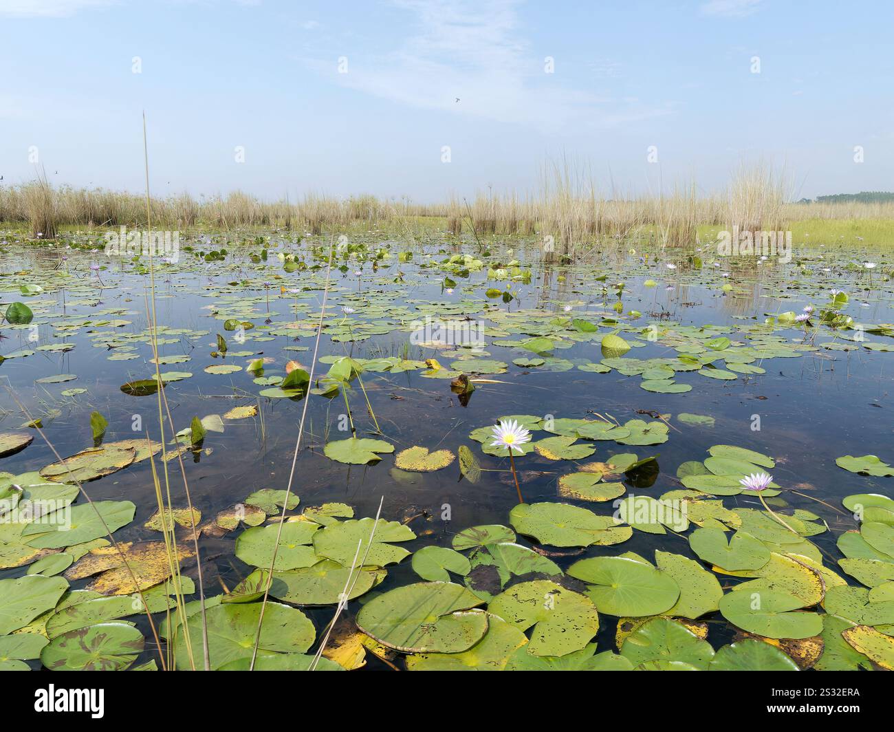 Mabamba Bay Wetland, Uganda, East Africa Stock Photo - Alamy