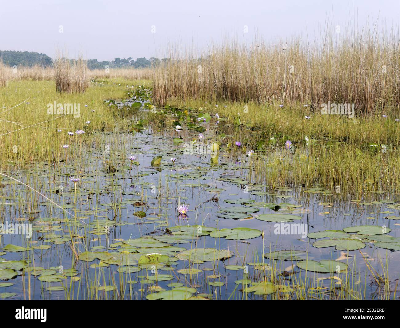 Mabamba Bay Wetland, Uganda, East Africa Stock Photo - Alamy