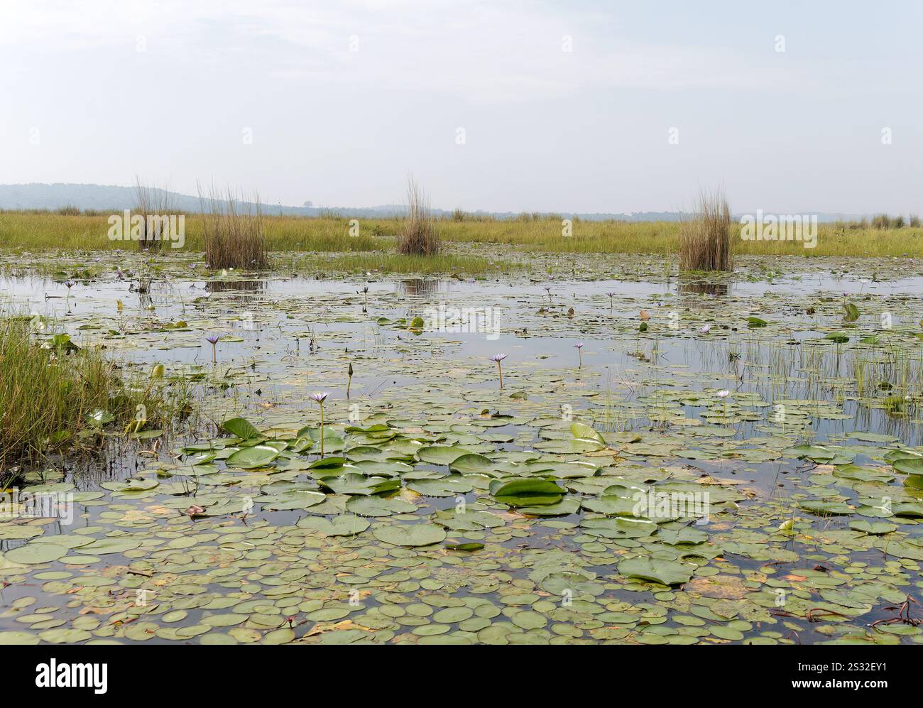 Mabamba Bay Wetland, Uganda, East Africa Stock Photo - Alamy
