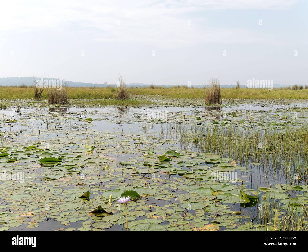 Mabamba Bay Wetland, Uganda, East Africa Stock Photo - Alamy