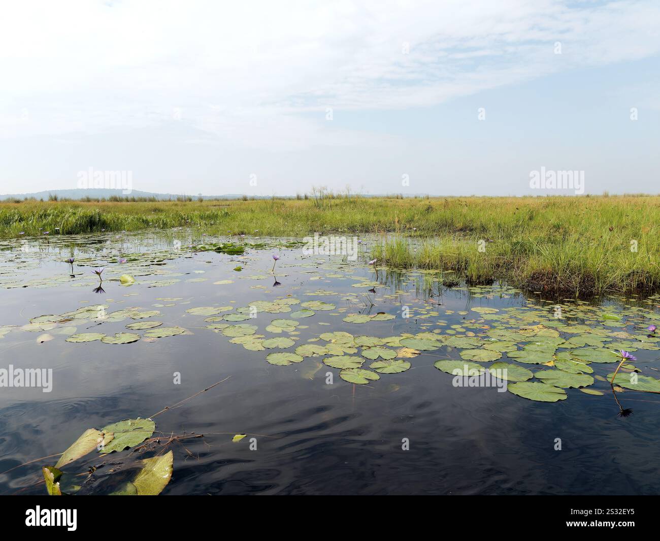 Mabamba Bay Wetland, Uganda, East Africa Stock Photo - Alamy