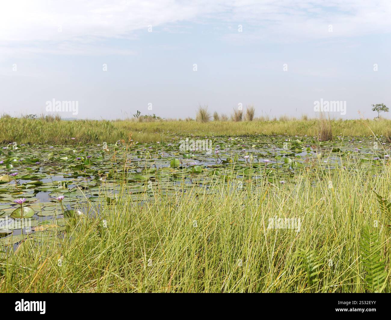 Mabamba Bay Wetland, Uganda, East Africa Stock Photo - Alamy