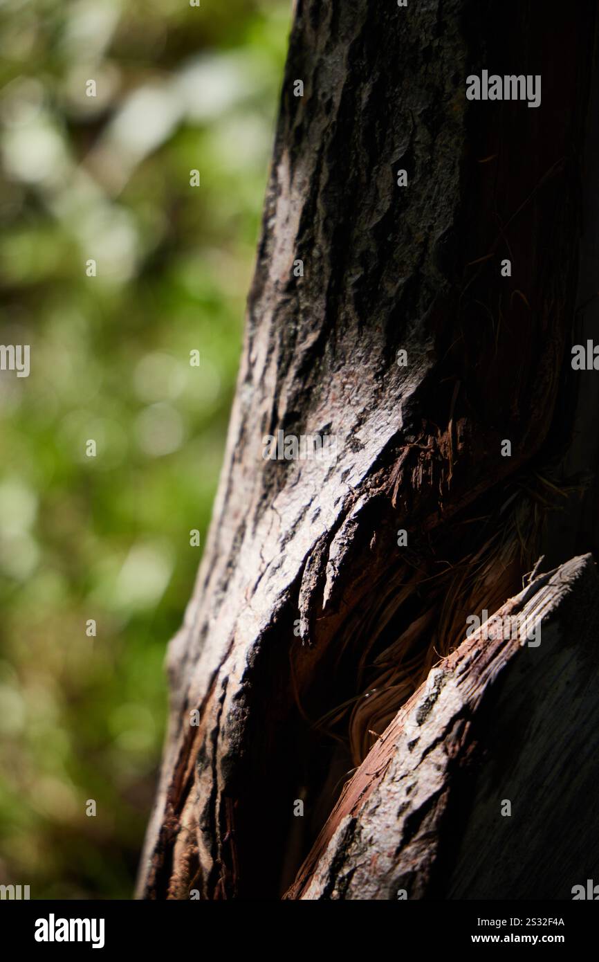 A CloseUp View of Stunning Tree Bark Enhanced with Beautiful and ...