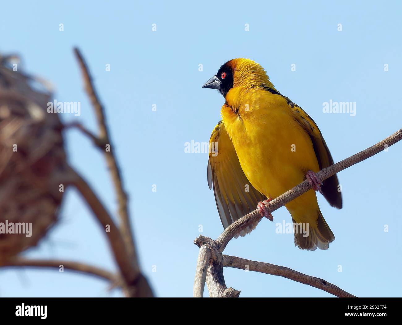 village weaver, spotted-backed weaver, Dorfweber, Tisserin gendarme ...