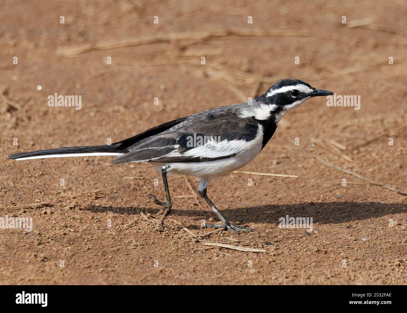 African pied wagtail, Witwenstelze, Bergeronnette pie, Motacilla aguimp, özvegy billegető ...