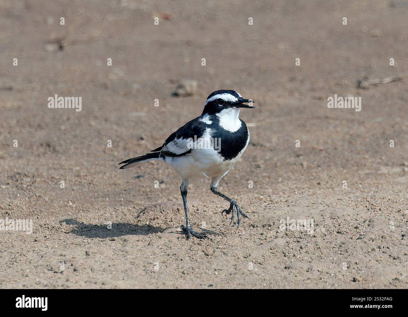 African pied wagtail, Witwenstelze, Bergeronnette pie, Motacilla aguimp, özvegy billegető ...