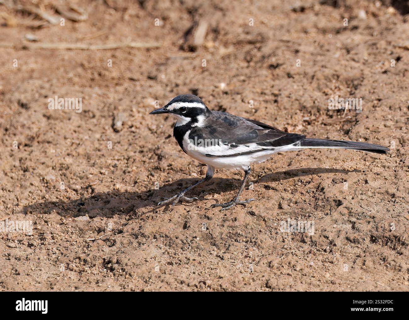 African pied wagtail, Witwenstelze, Bergeronnette pie, Motacilla aguimp, özvegy billegető ...