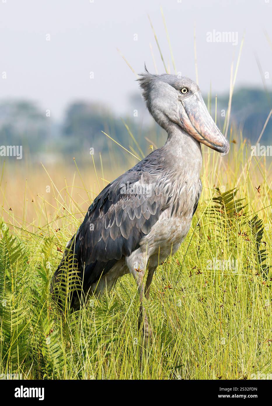 shoebill, shoe-billed stork, Abu Markub, Schuhschnabel, Bec-en-sabot du ...