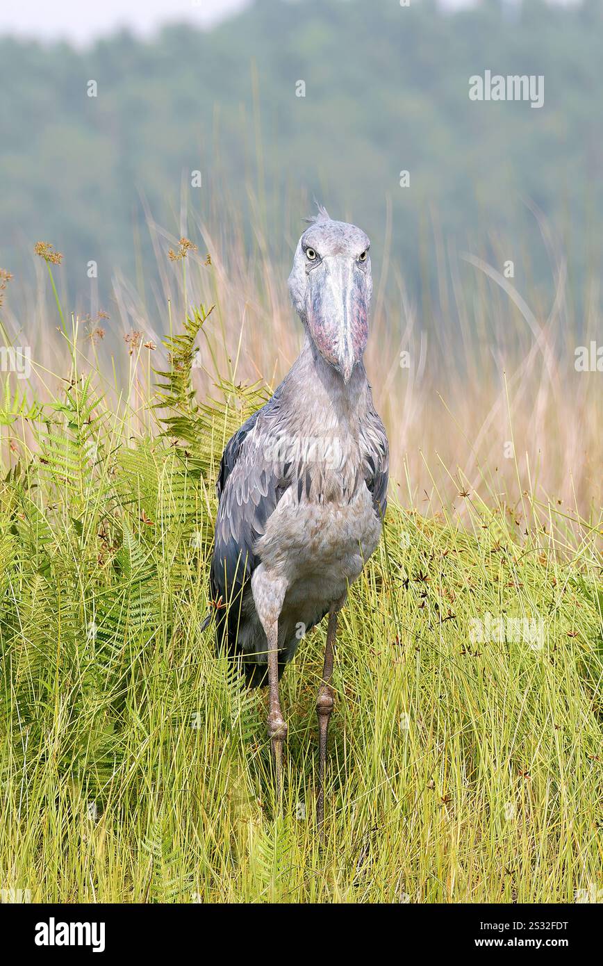 shoebill, shoe-billed stork, Abu Markub, Schuhschnabel, Bec-en-sabot du ...