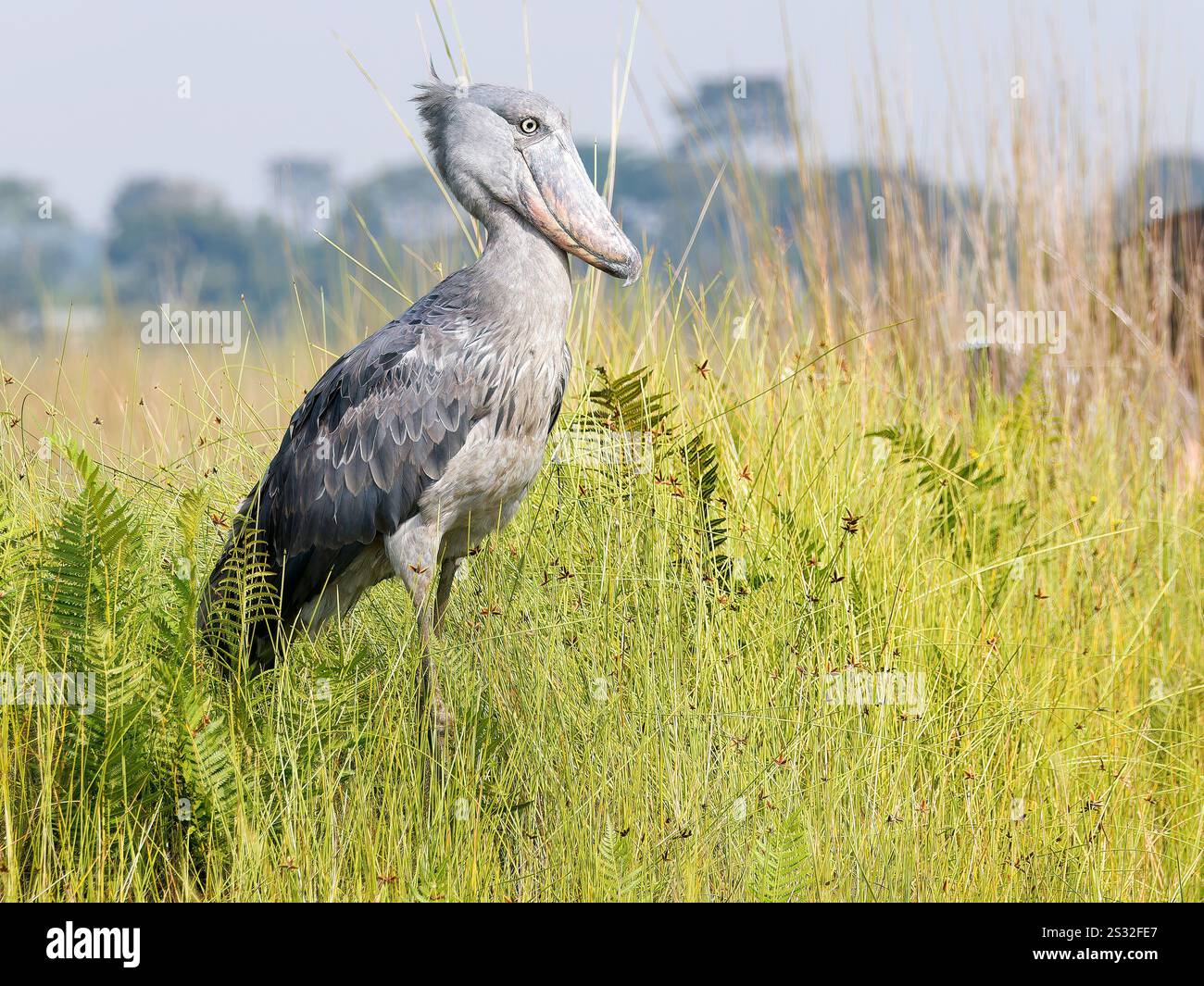 shoebill, shoe-billed stork, Abu Markub, Schuhschnabel, Bec-en-sabot du ...