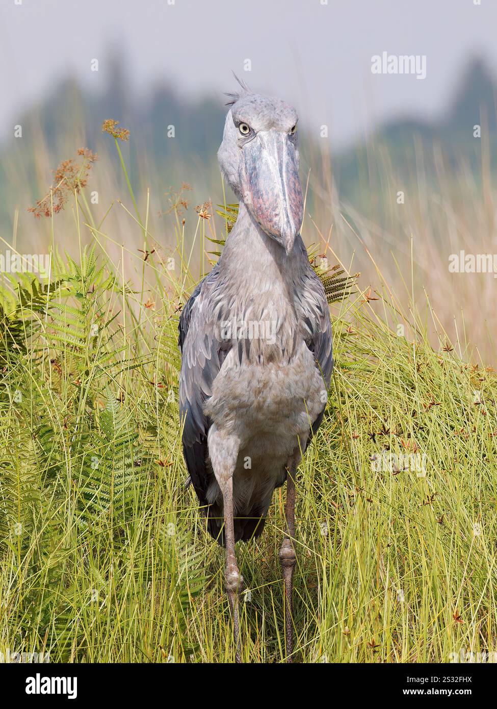 shoebill, shoe-billed stork, Abu Markub, Schuhschnabel, Bec-en-sabot du ...