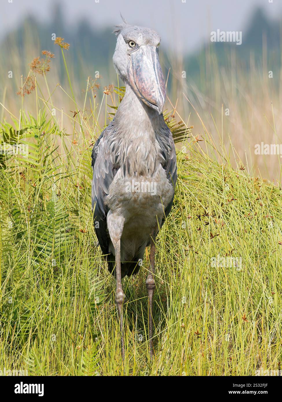 shoebill, shoe-billed stork, Abu Markub, Schuhschnabel, Bec-en-sabot du ...