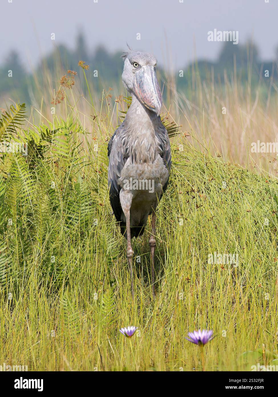 shoebill, shoe-billed stork, Abu Markub, Schuhschnabel, Bec-en-sabot du ...