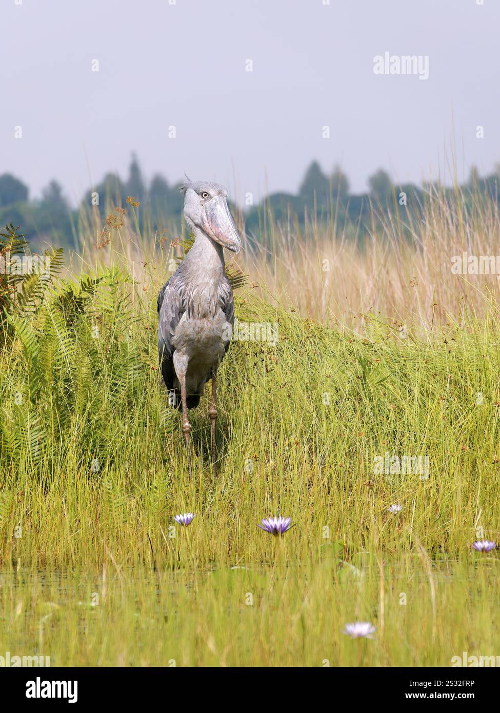 shoebill, shoe-billed stork, Abu Markub, Schuhschnabel, Bec-en-sabot du ...