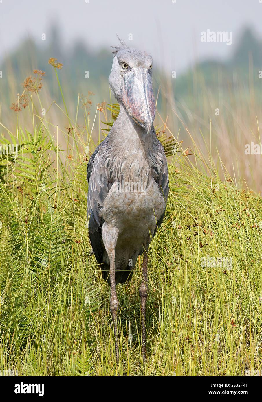 shoebill, shoe-billed stork, Abu Markub, Schuhschnabel, Bec-en-sabot du ...