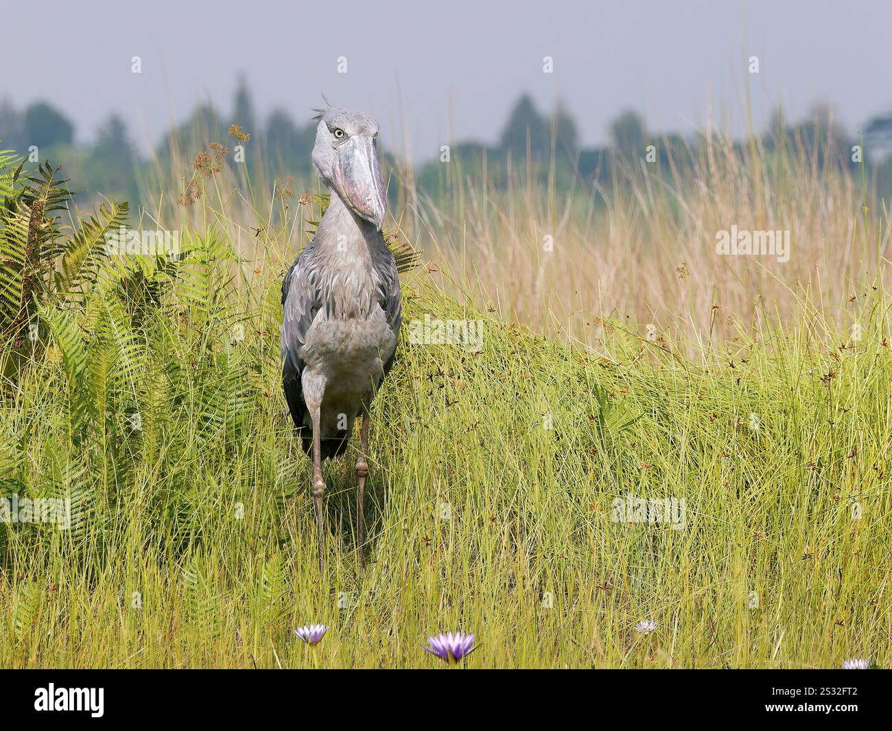shoebill, shoe-billed stork, Abu Markub, Schuhschnabel, Bec-en-sabot du ...