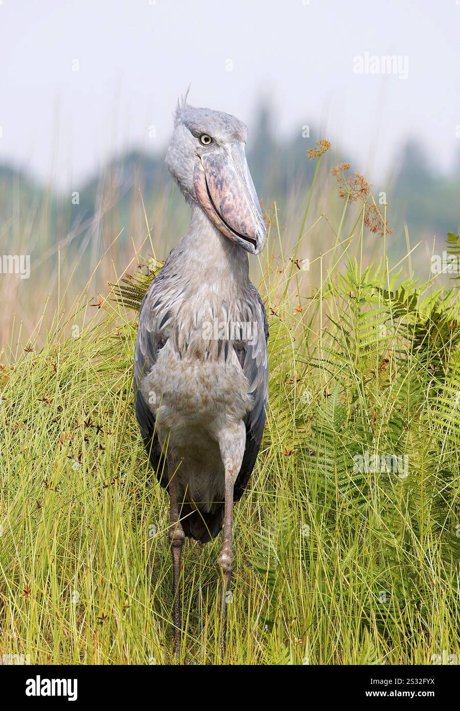 shoebill, shoe-billed stork, Abu Markub, Schuhschnabel, Bec-en-sabot du ...