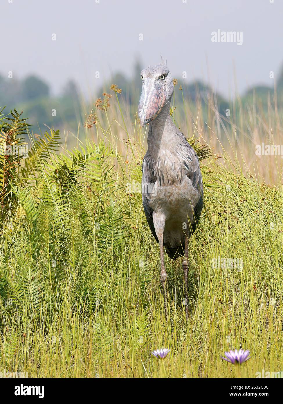 shoebill, shoe-billed stork, Abu Markub, Schuhschnabel, Bec-en-sabot du ...