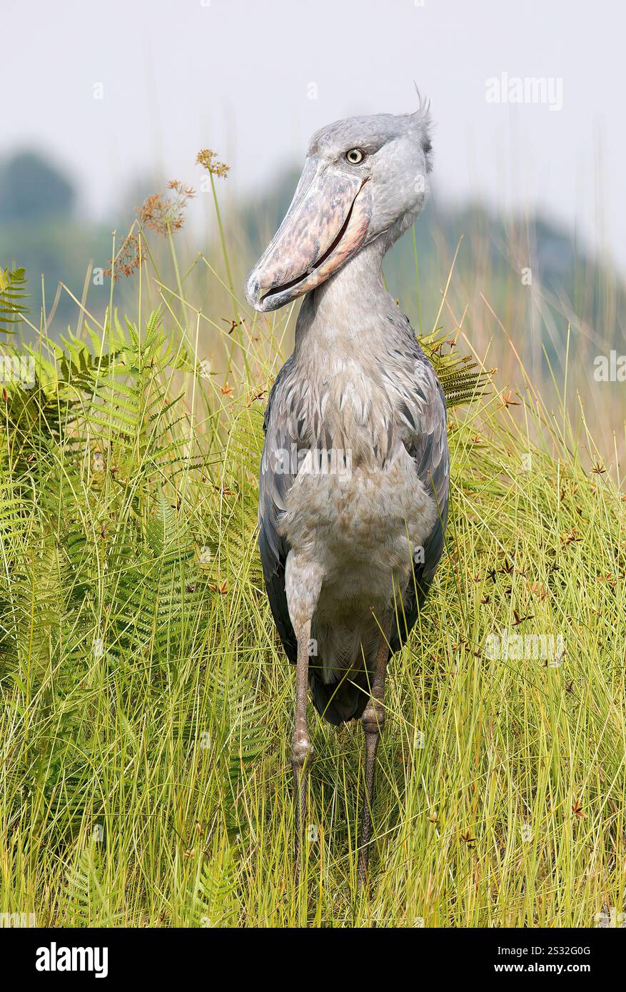 shoebill, shoe-billed stork, Abu Markub, Schuhschnabel, Bec-en-sabot du ...