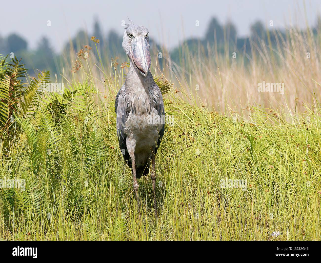 shoebill, shoe-billed stork, Abu Markub, Schuhschnabel, Bec-en-sabot du ...
