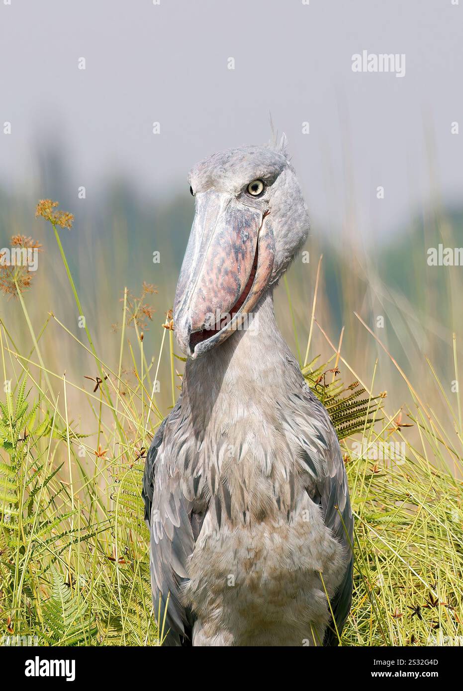 shoebill, shoe-billed stork, Abu Markub, Schuhschnabel, Bec-en-sabot du ...