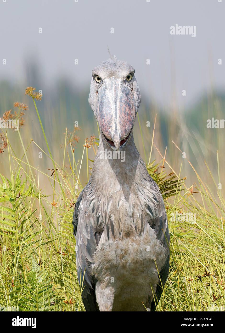 shoebill, shoe-billed stork, Abu Markub, Schuhschnabel, Bec-en-sabot du ...