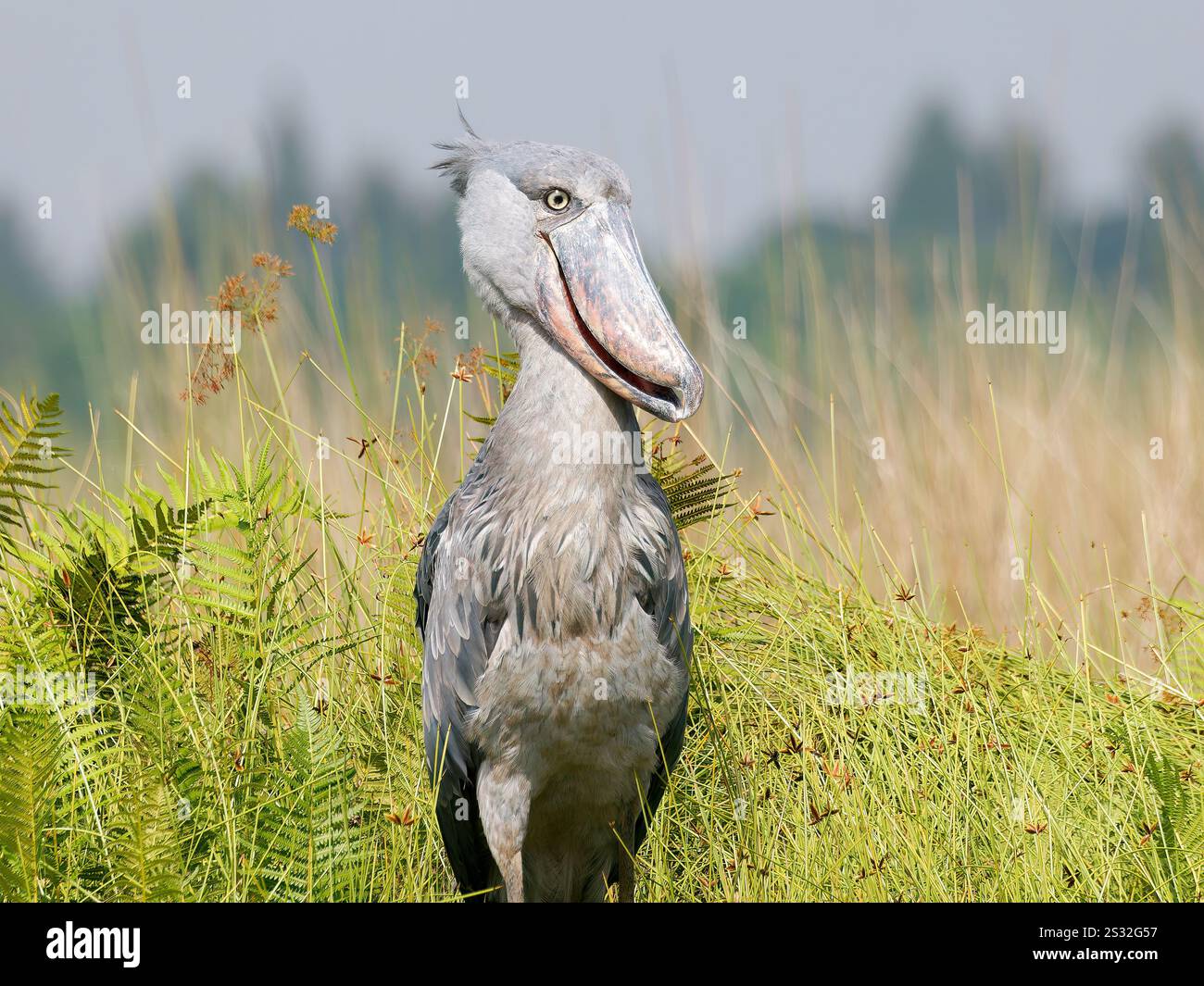 shoebill, shoe-billed stork, Abu Markub, Schuhschnabel, Bec-en-sabot du ...