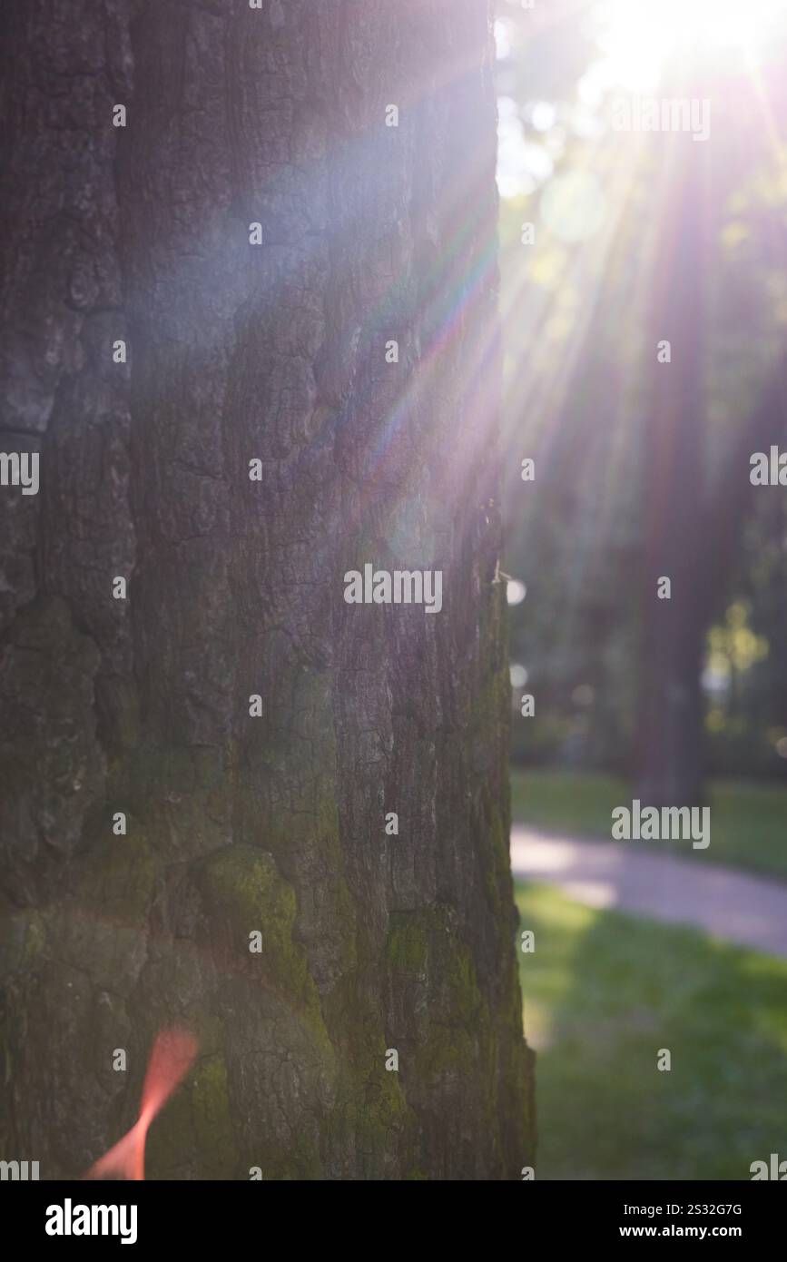 Gentle Sunshine Gently Filtering Through the Lush Verdant Trees in a ...