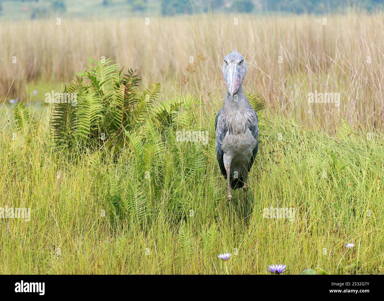 shoebill, shoe-billed stork, Abu Markub, Schuhschnabel, Bec-en-sabot du ...