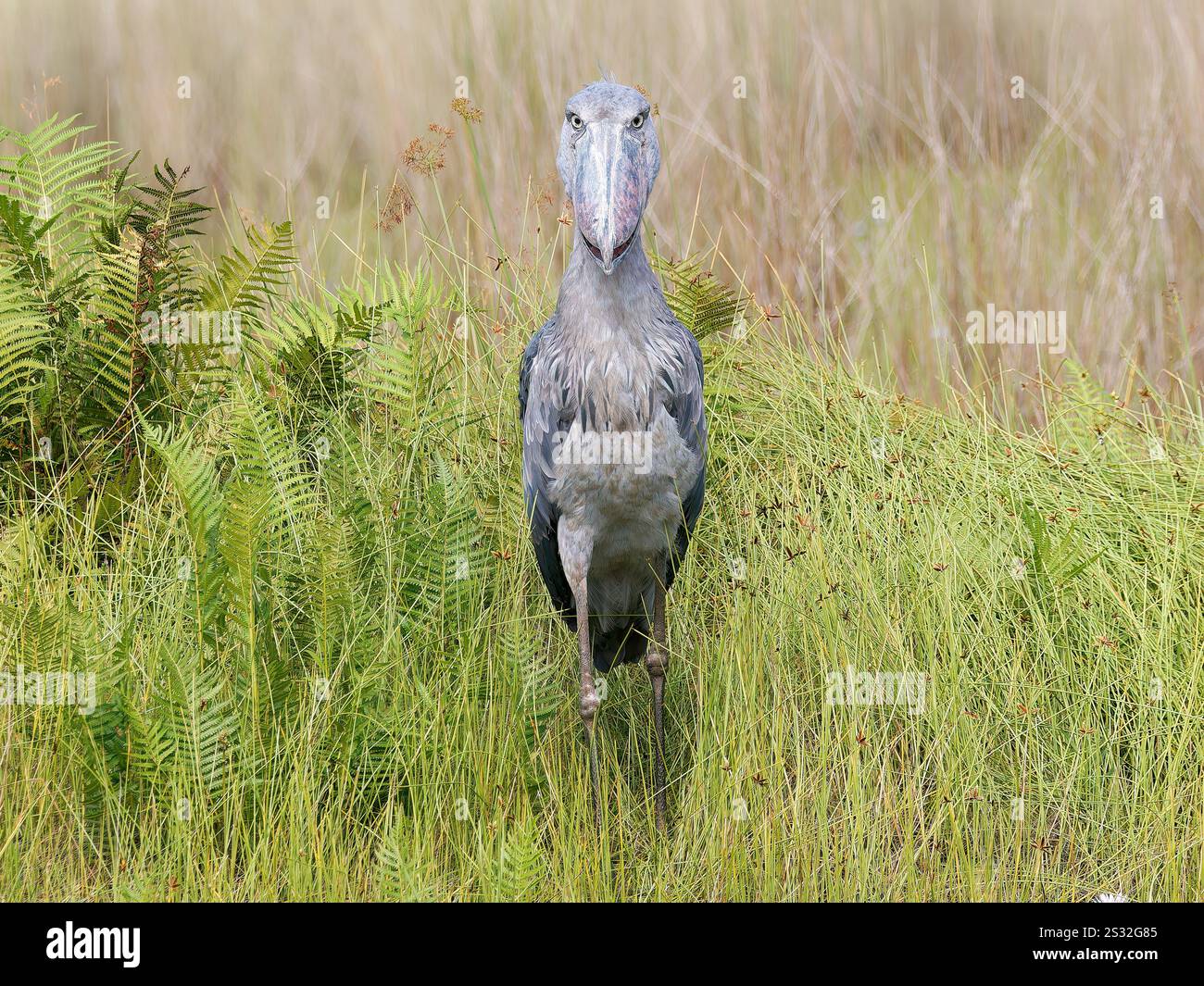shoebill, shoe-billed stork, Abu Markub, Schuhschnabel, Bec-en-sabot du ...