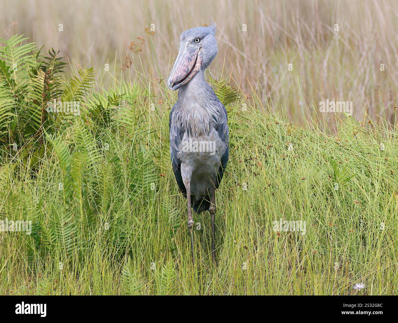 shoebill, shoe-billed stork, Abu Markub, Schuhschnabel, Bec-en-sabot du ...