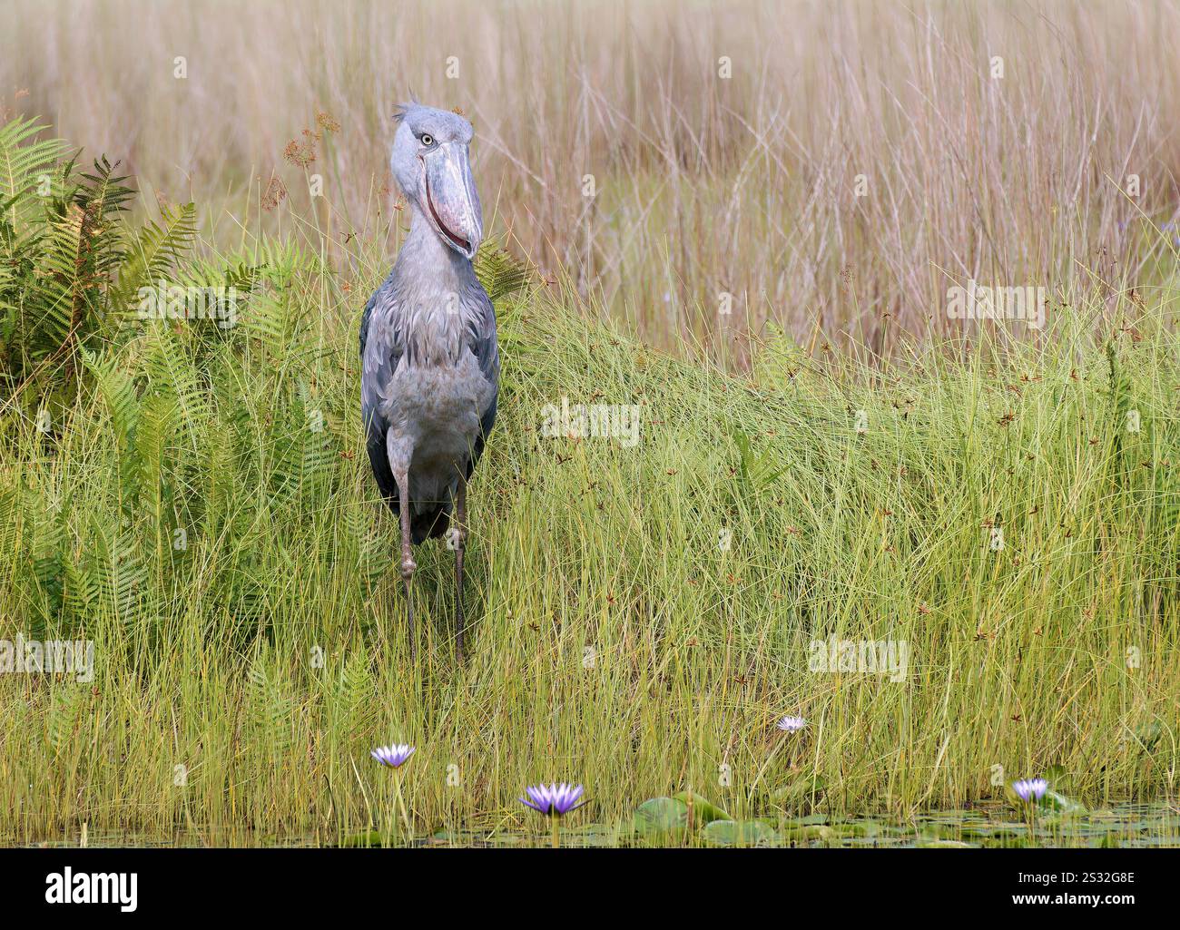 shoebill, shoe-billed stork, Abu Markub, Schuhschnabel, Bec-en-sabot du ...