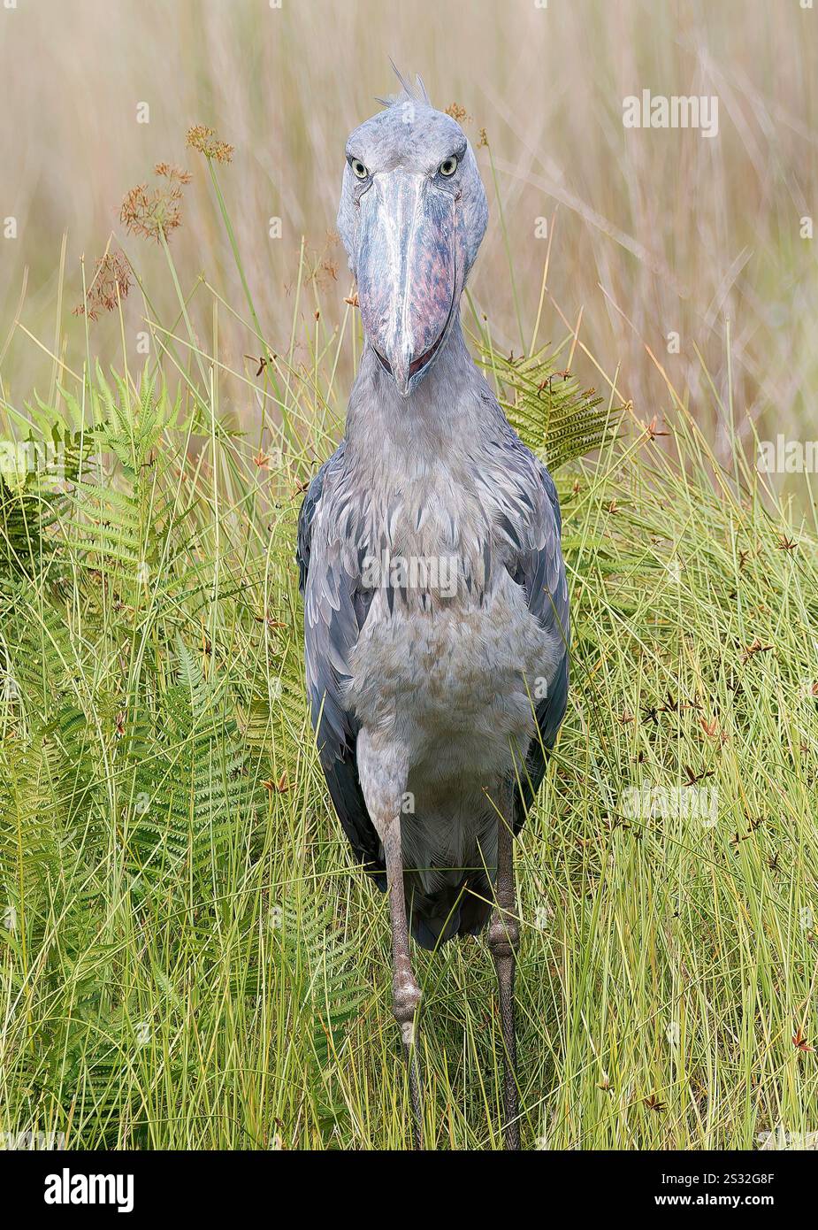 shoebill, shoe-billed stork, Abu Markub, Schuhschnabel, Bec-en-sabot du ...