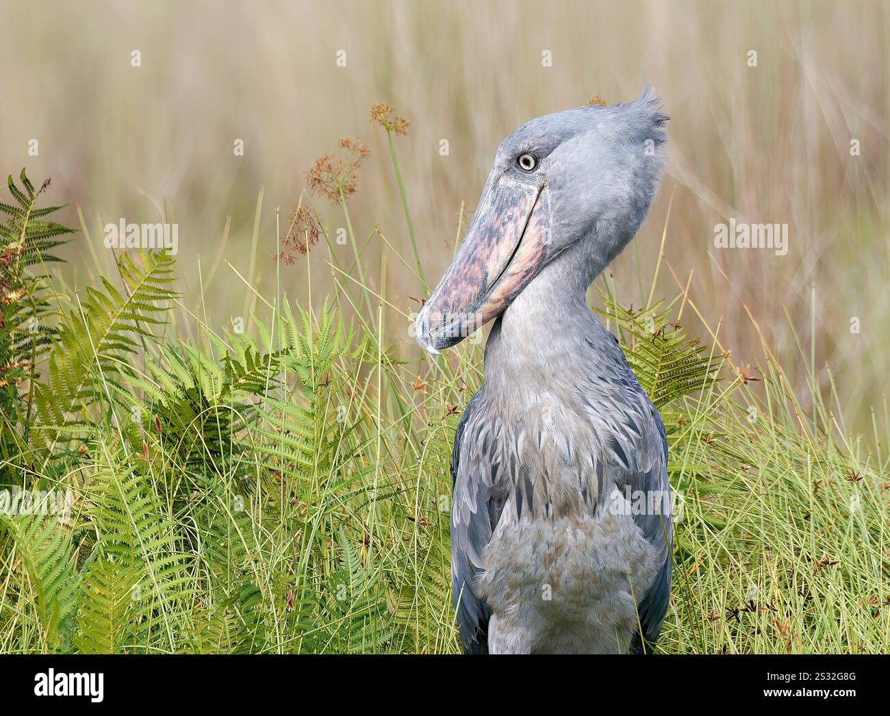 shoebill, shoe-billed stork, Abu Markub, Schuhschnabel, Bec-en-sabot du ...