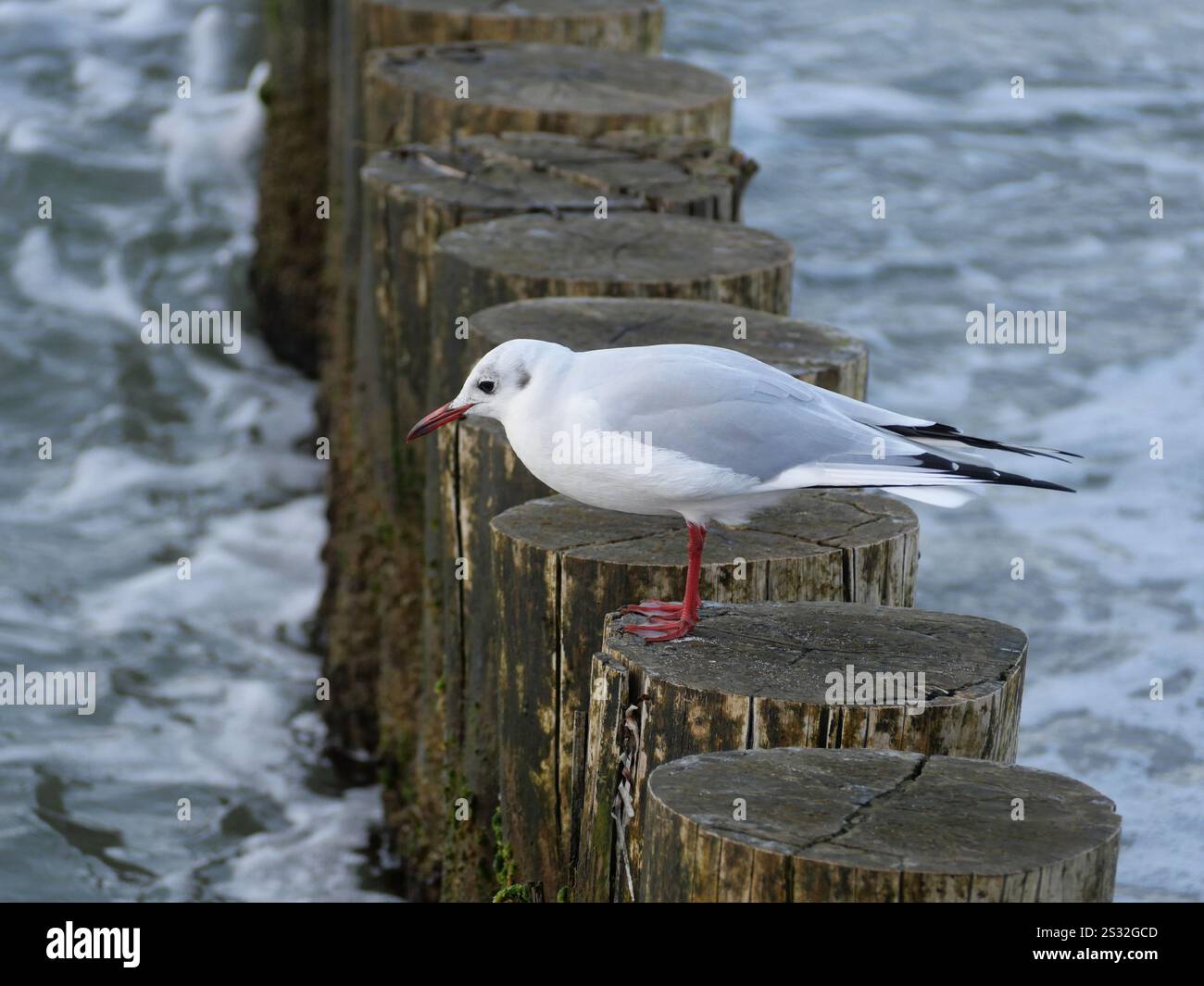 Red-billed gulls, also known as Little Gulls, contribute to insect and ...