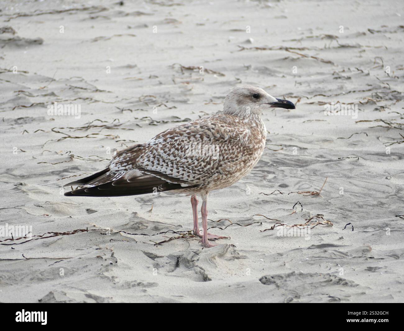 Gull - Predatory seagulls are on the beach looking for food Stock Photo ...