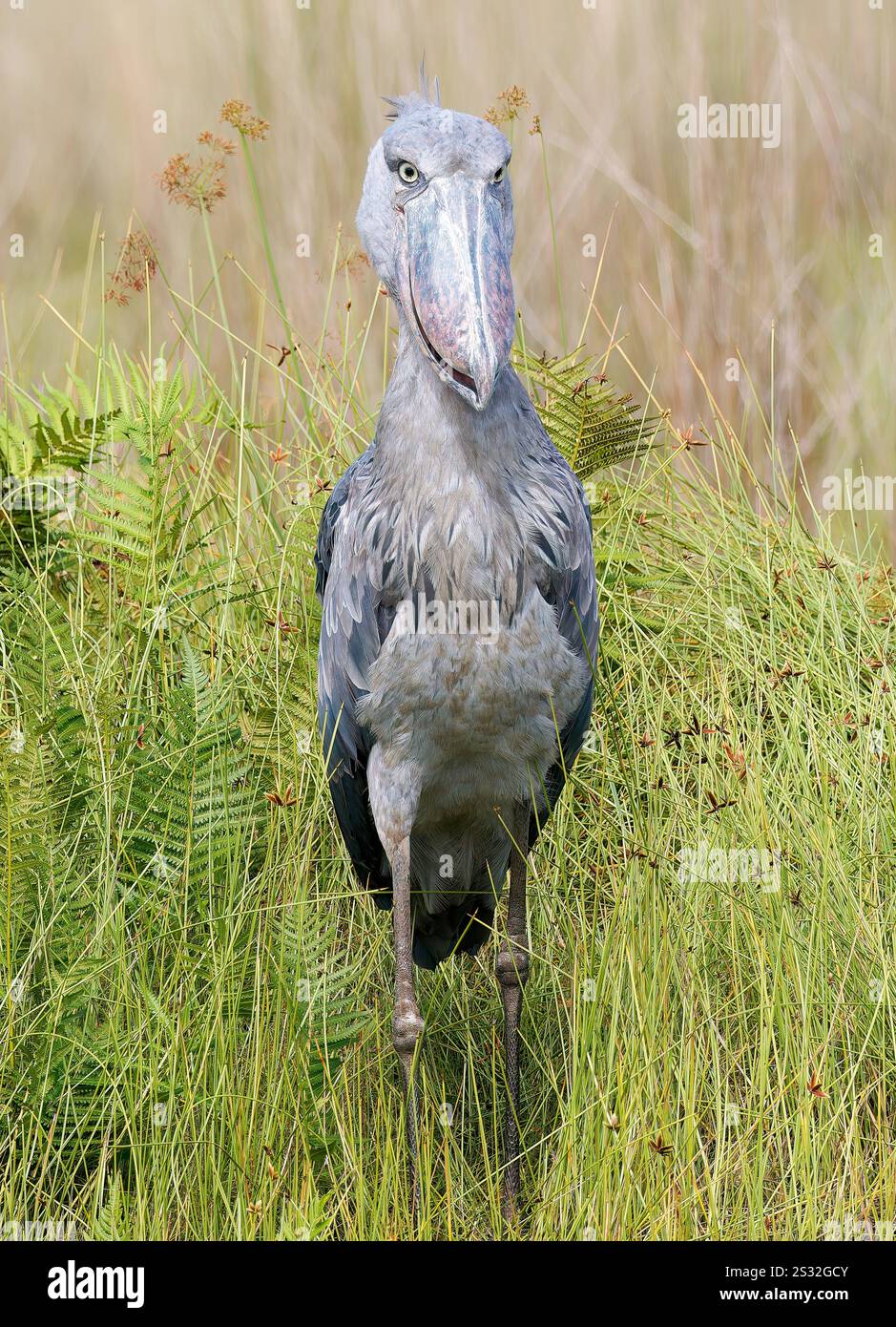 shoebill, shoe-billed stork, Abu Markub, Schuhschnabel, Bec-en-sabot du ...